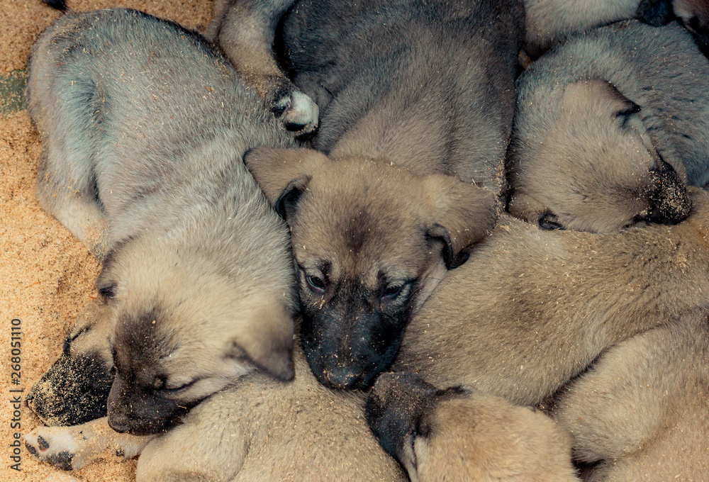 Turkish breed shepherd dog puppies Kangal as guarding dog Stock Photo ...