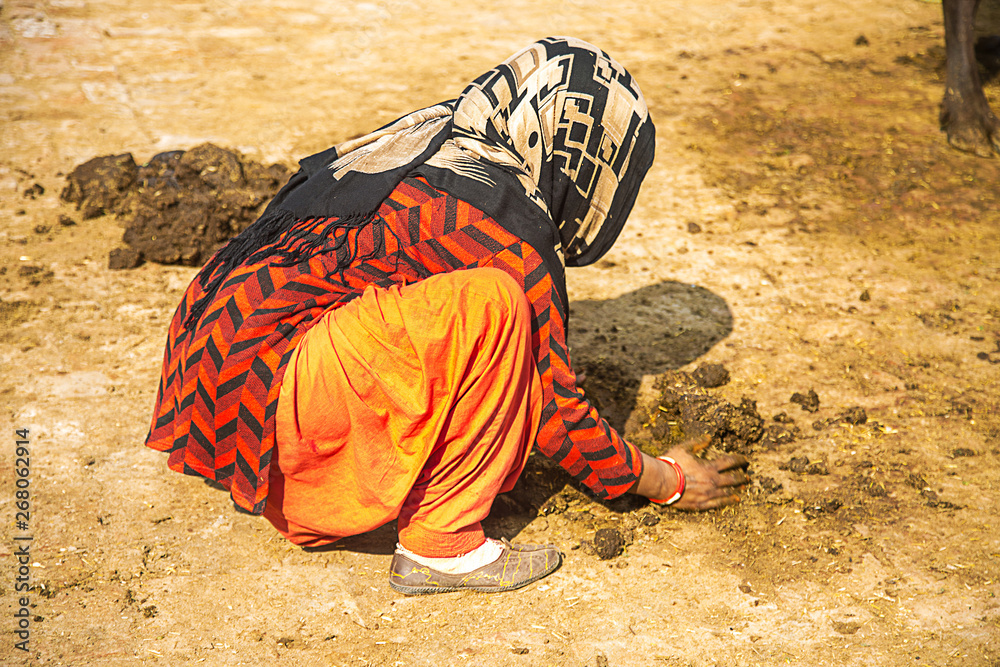 Indian woman collecting cow dung, energy source, bio gas - image Stock ...