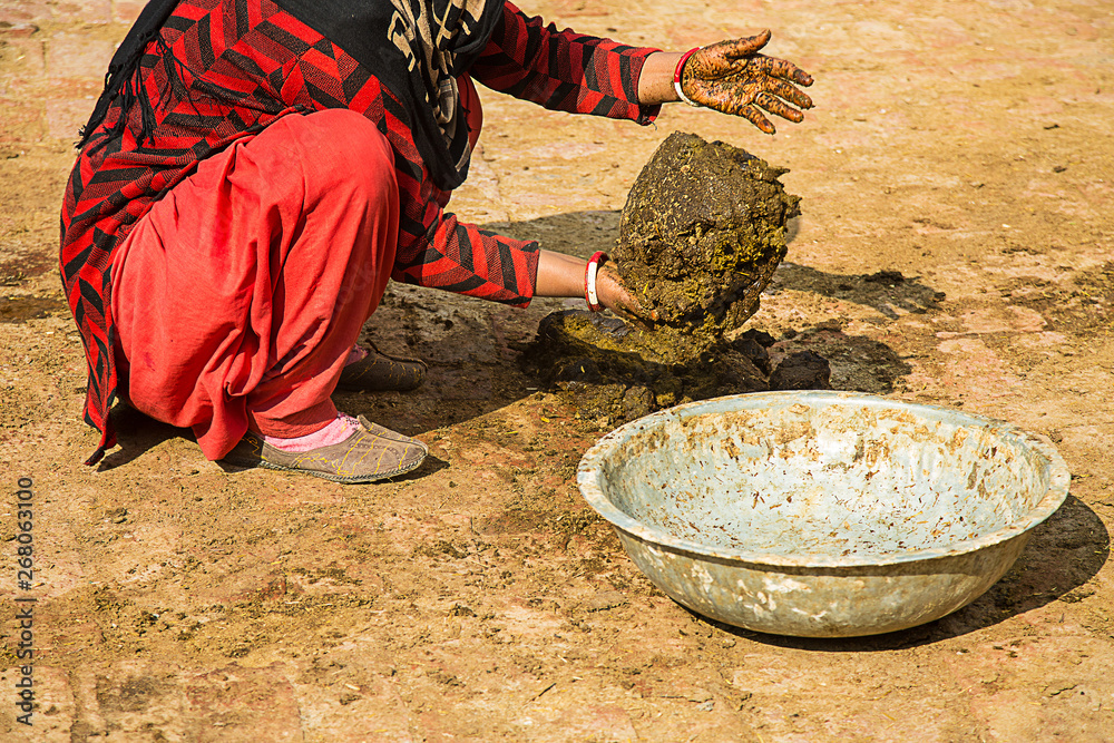 Indian woman collecting cow dung, energy source, bio gas - image Stock ...