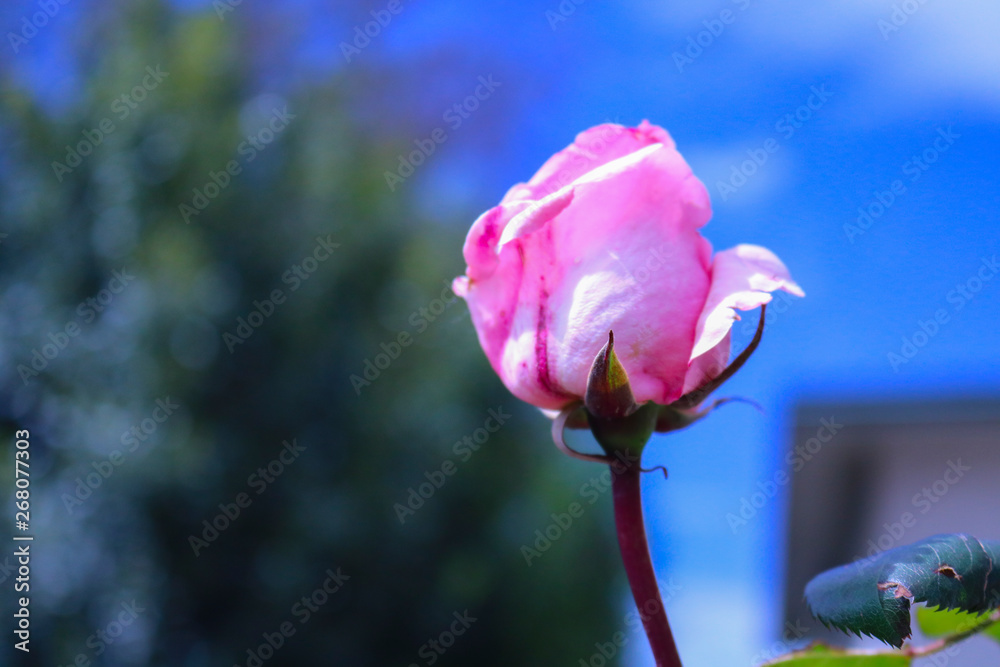 Foto de Primo piano di una rosa di color rosa che sta sbocciando in ...