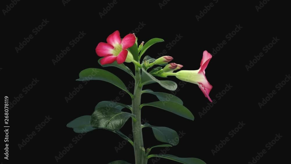 Time-lapse of growing and opening Adenium flower 8c4 in 4K PNG+ format ...