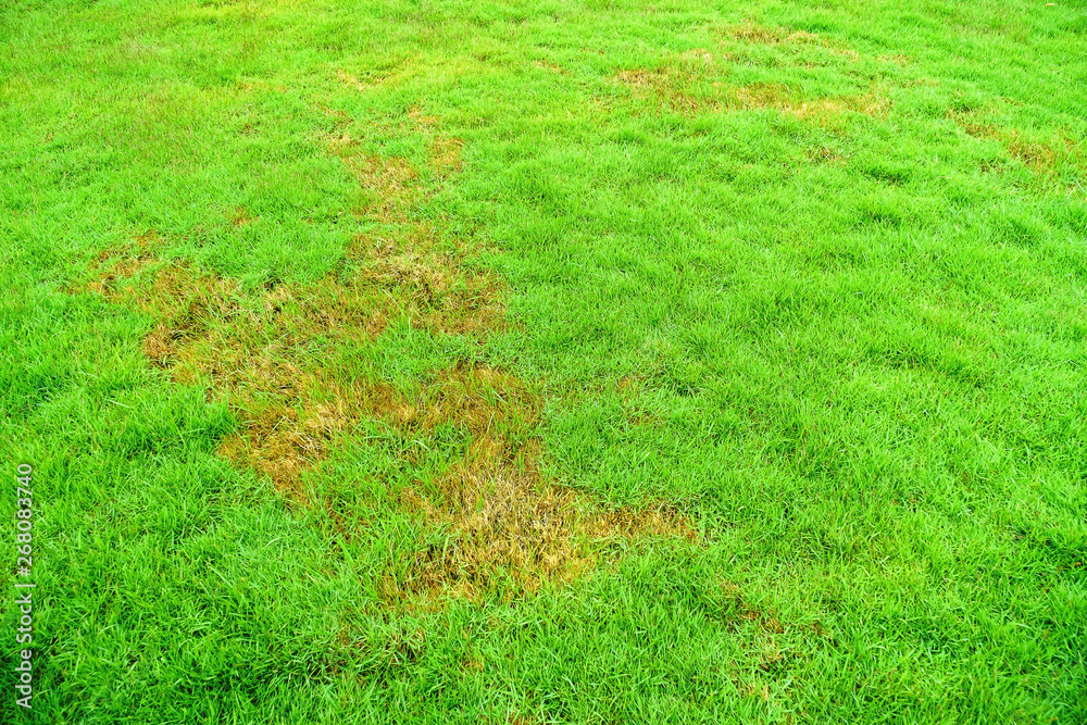 Grass texture. grass background. patchy grass, lawn in bad condition ...