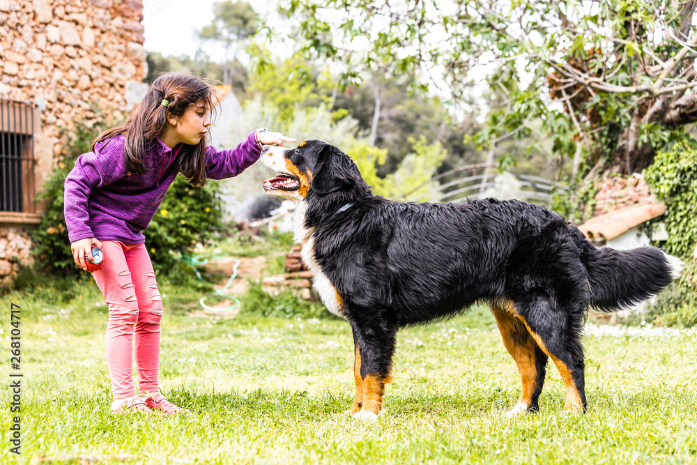 Little girl training a Bernese mountain dog Stock Photo | Adobe Stock