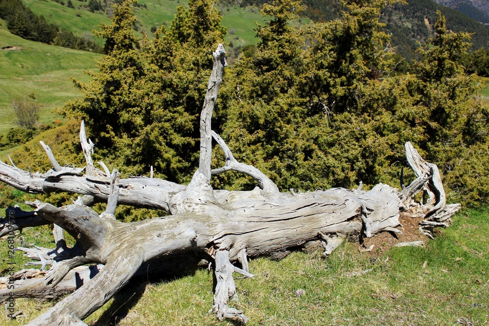 tronco seco Stock Photo | Adobe Stock