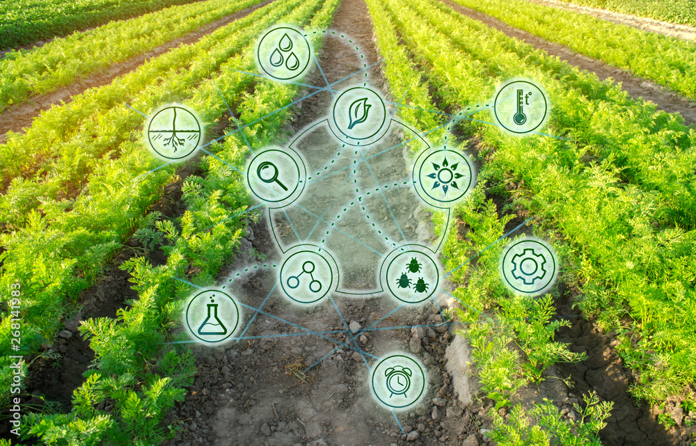 Growing organic vegetables with new technologies. Development of ...