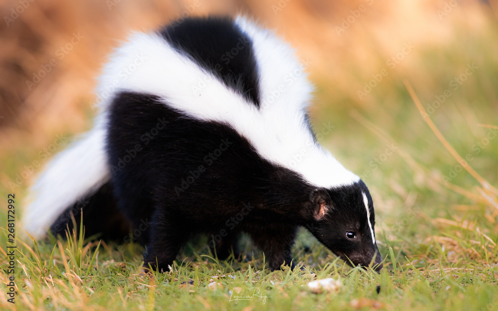 Striped Skunk eating grass, warm morning colors. Stinky skunk ...
