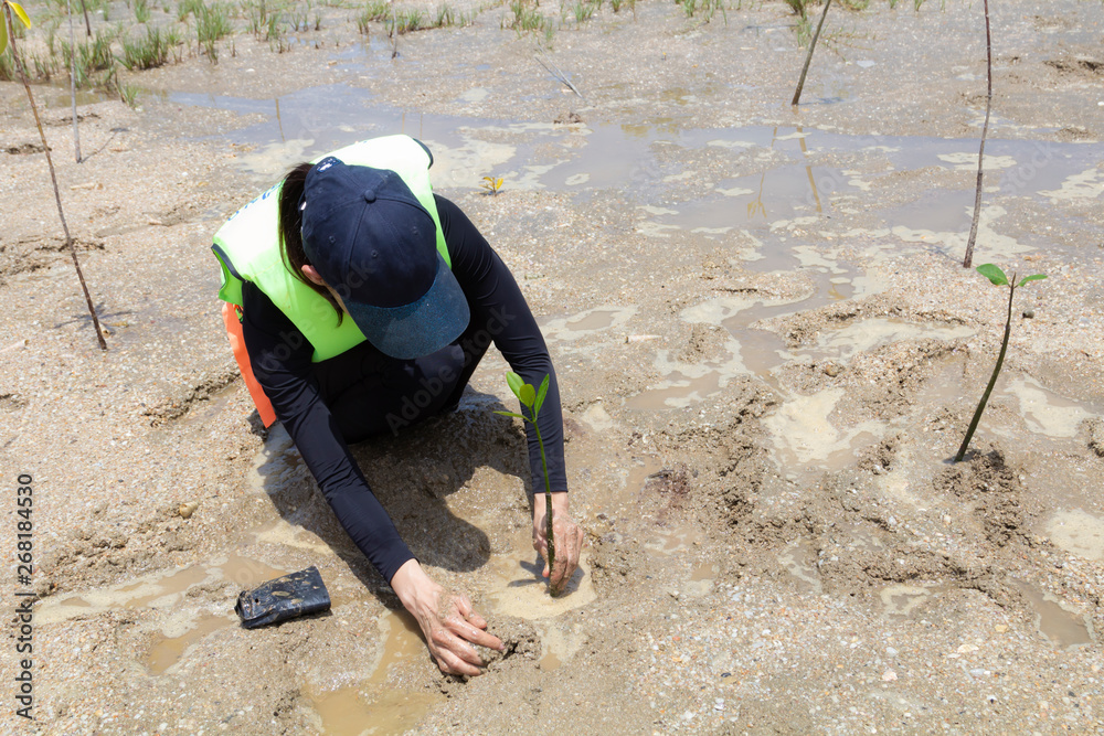 Asia woman planting young tree in deep mud in mangrove reforestation ...