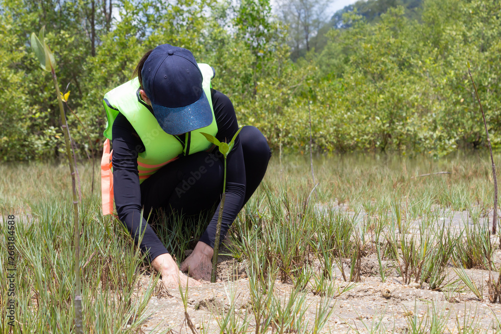 Asia woman planting young tree in deep mud in mangrove reforestation ...
