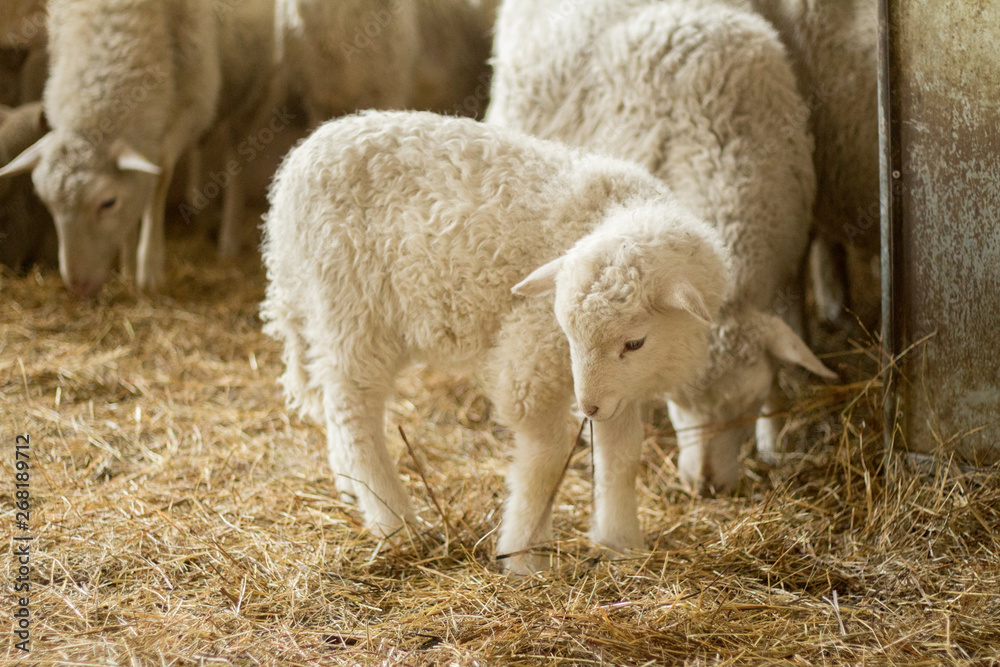 Baby sheep Stock Photo | Adobe Stock