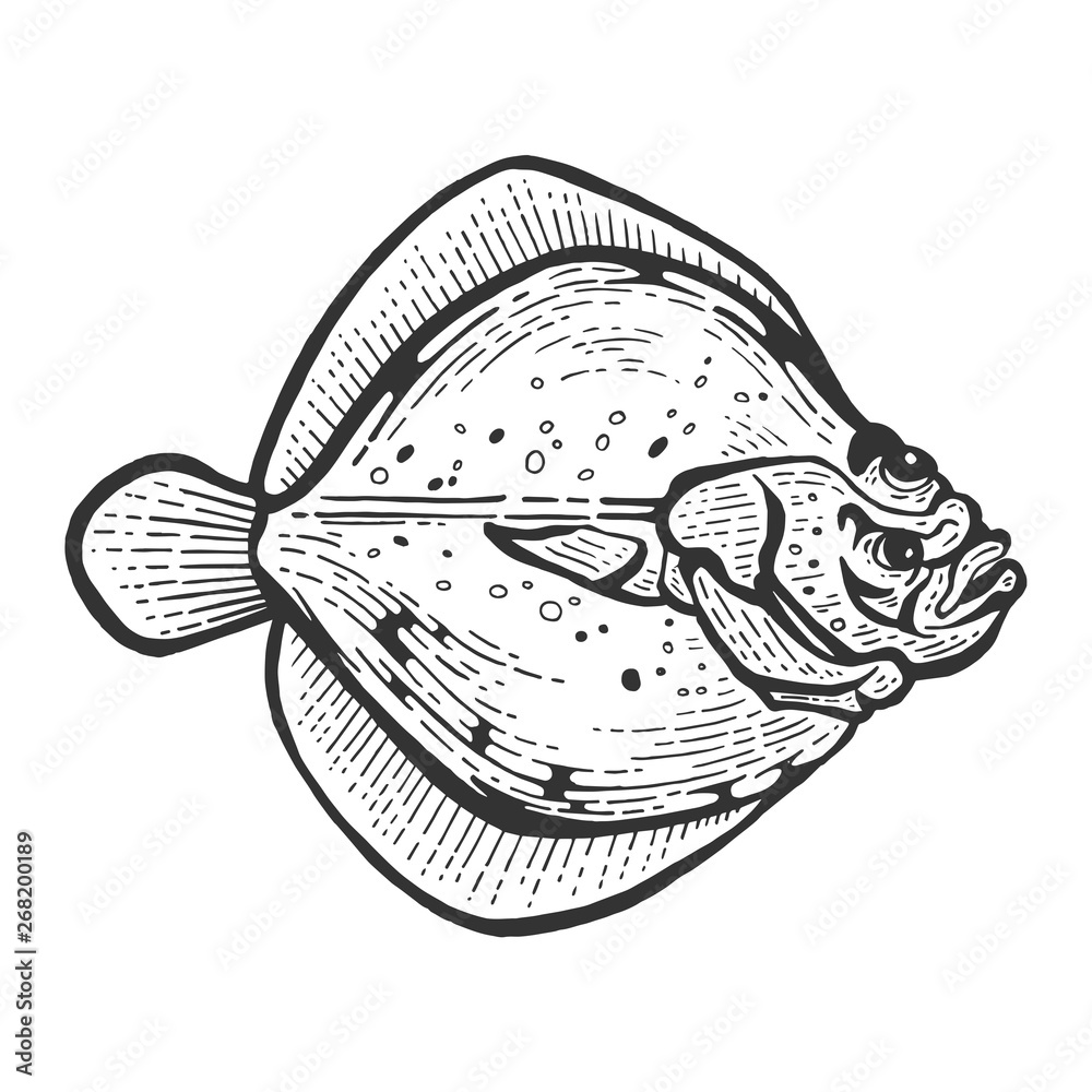 Flounder flatfish plaice fish animal sketch engraving vector ...