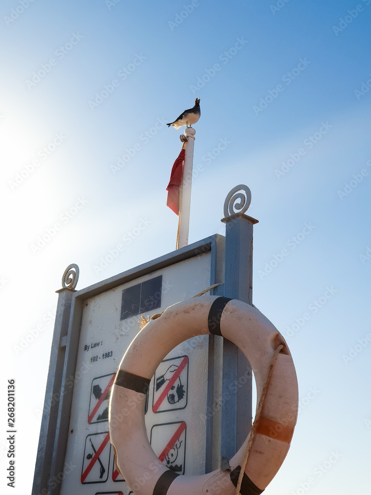 Beautiful image of seagull sitting on the sign board at beach with ...