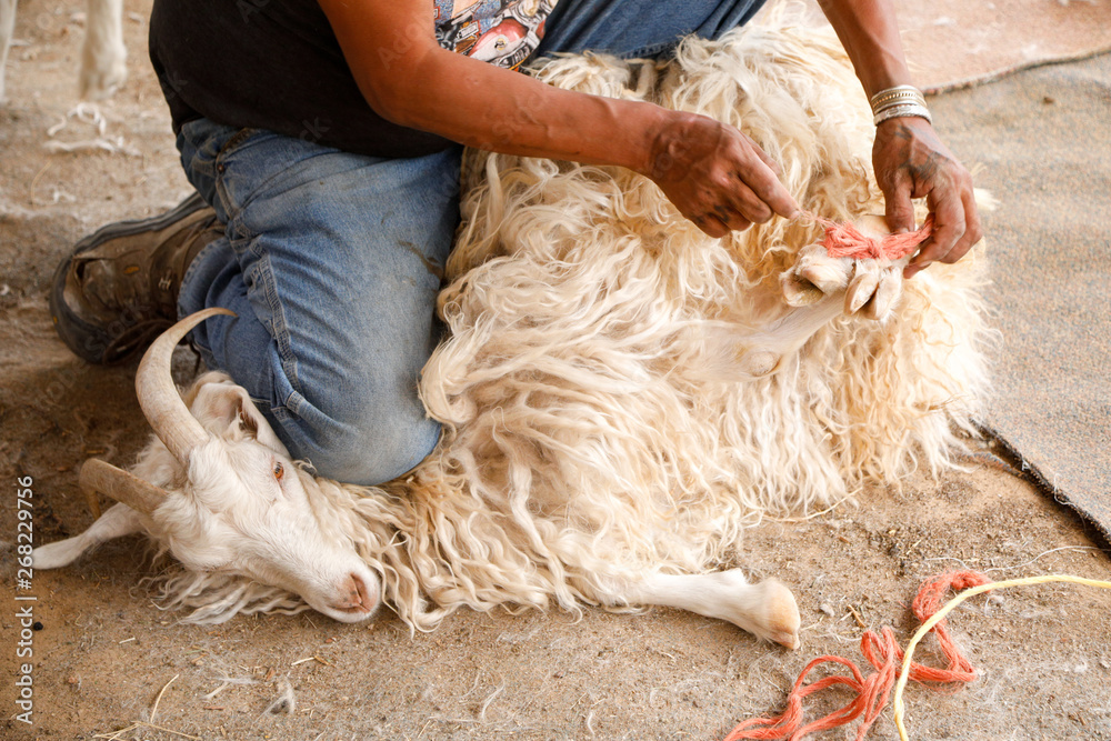Middle Eastern Sheep Shearing