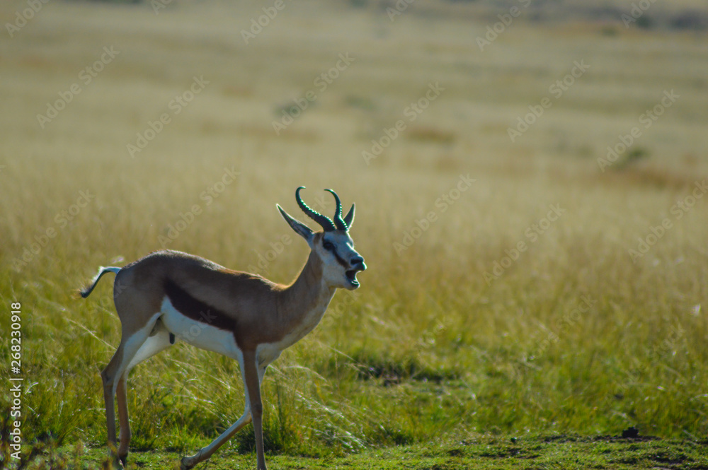 South African National Animals