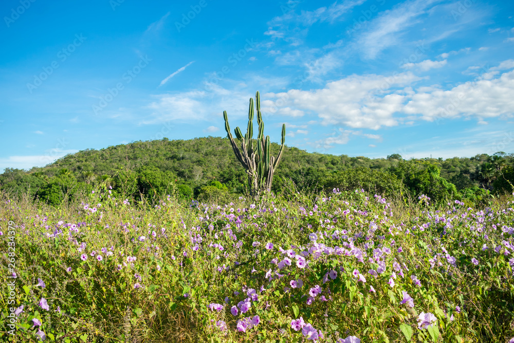 Flowers, cactus and mountain in the background - typical Sertao ...