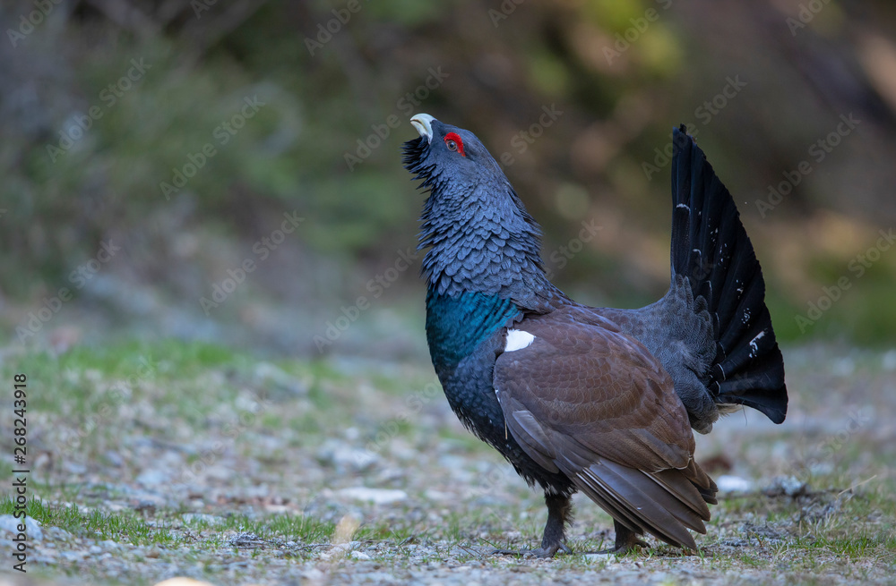 Ein Auerhahn Männchen freistehend im Wald nach links schauend Stock Photo | Adobe Stock