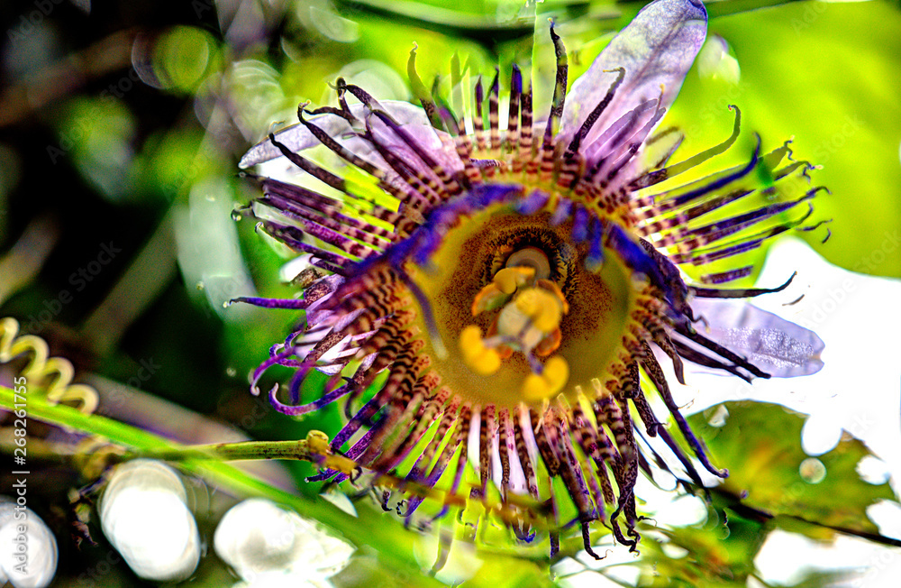 Puerto Rican National Flower