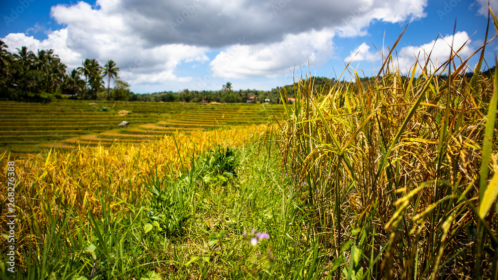Philippine Rice Field Harvest