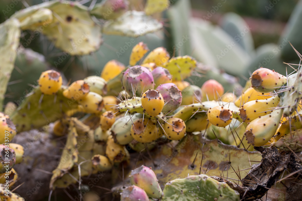 Opuntia vulgaris is a species of cactus that has long been a ...