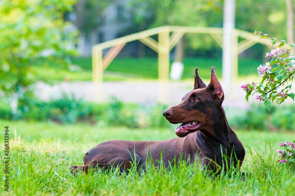 Purebred Brown Doberman