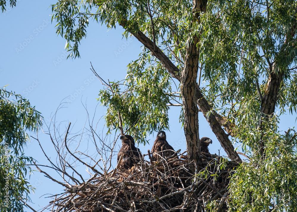 White Tail Eagle nest in DeltaDunarii with derpy eagle Stock Photo ...