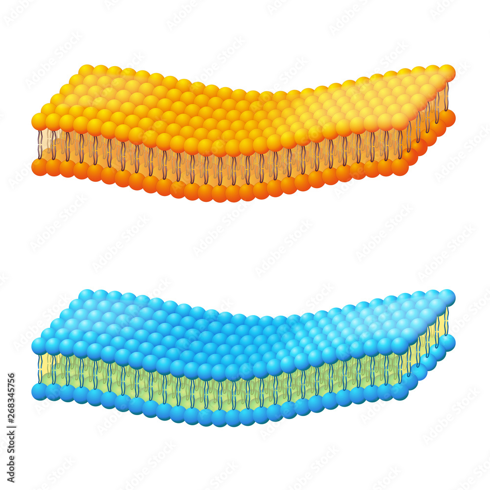 Cell membrane. A detailed diagram models of membrane Structure Stock ...