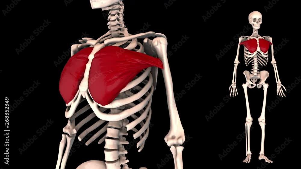 Sternocostal part of pectoralis major.mov-real color-3D HUMAN MUSCLE ...