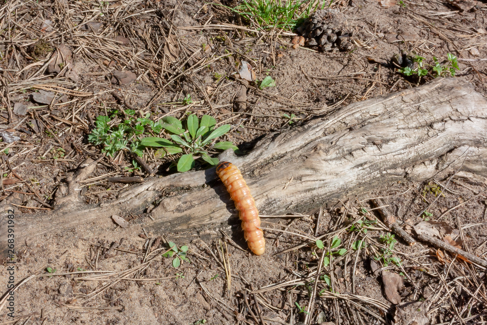 Earth worm over a tree.Worm insects for eating as food, it is good ...