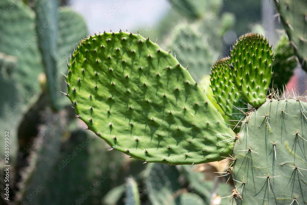 hojas tiernas y brotes de Nopal Stock Photo | Adobe Stock