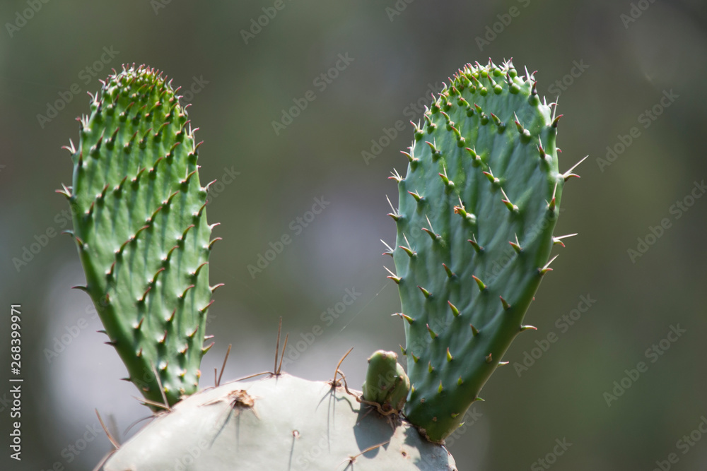 hojas tiernas y brotes de Nopal Stock Photo | Adobe Stock