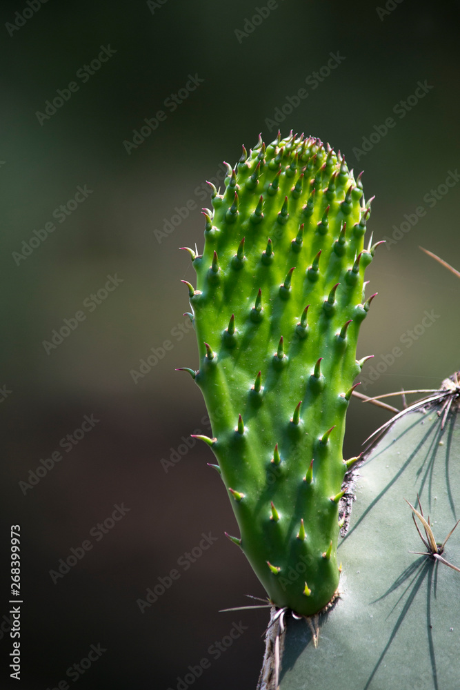 hojas tiernas y brotes de Nopal Stock Photo | Adobe Stock