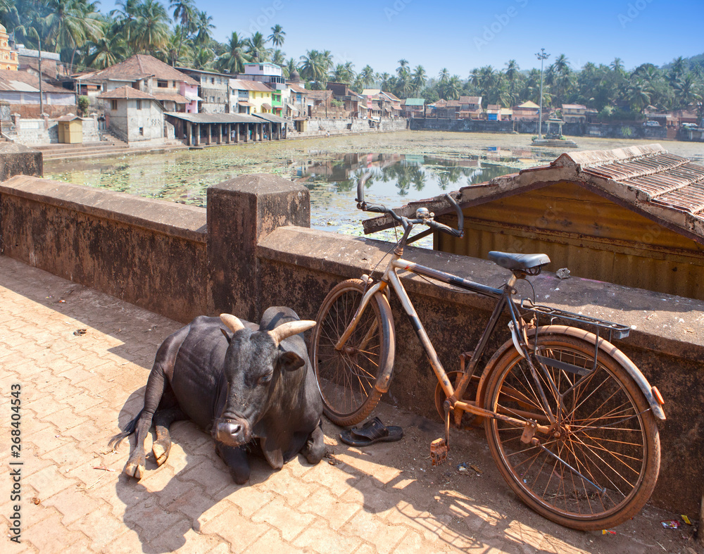 India. Gokarna. Sacred cow at a sacred reservoir Stock Photo | Adobe Stock