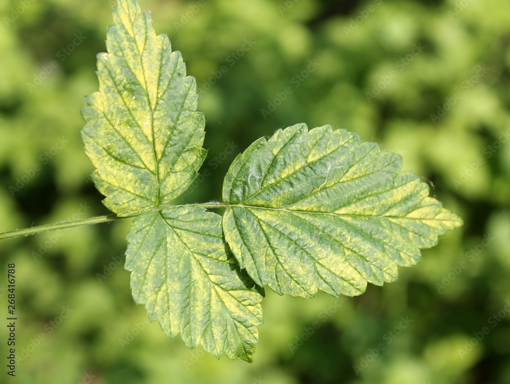 Chlorotic symptoms of Raspberry bushy dwarf virus (RBDV). Yellows ...
