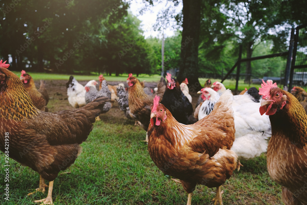 Free range chicken birds in farm grass. Shows hens closeup. Stock Photo ...