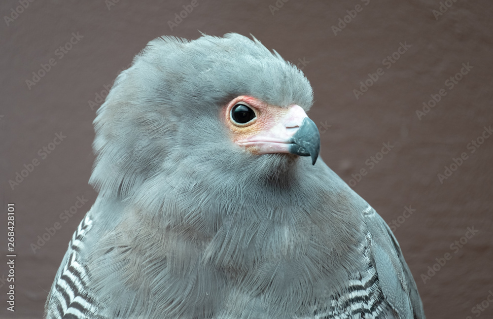 African harrier-hawk, attractive bird of prey, photographed in the ...