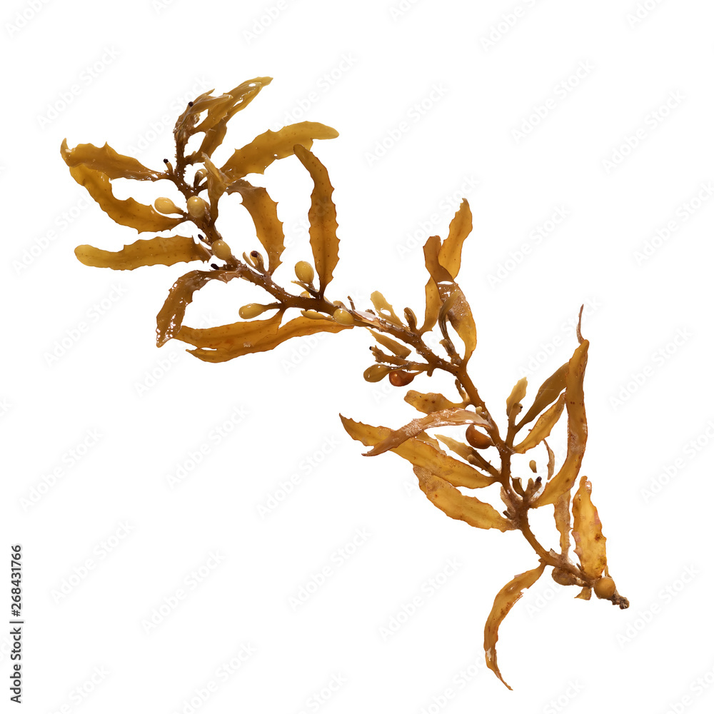 Sargassum Bladder Labeled