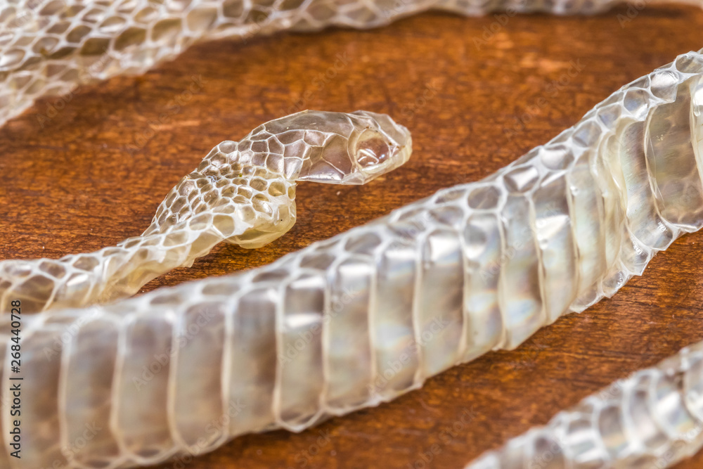 Sobra de pele após a muda de pele da cobra Stock 写真 | Adobe Stock
