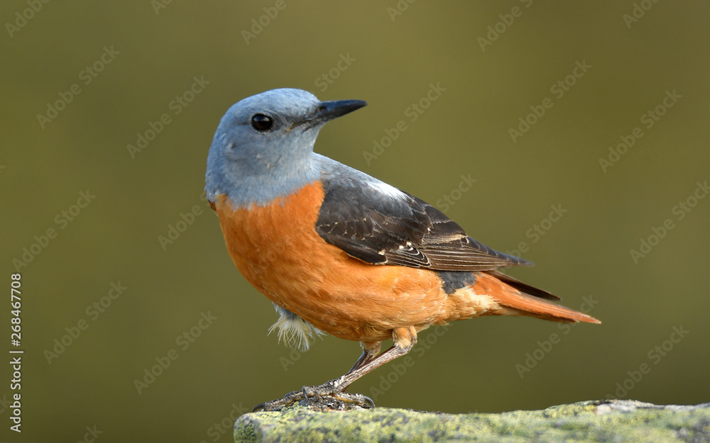 Stockfoto Roquero rojo posa sobre las rocas | Adobe Stock