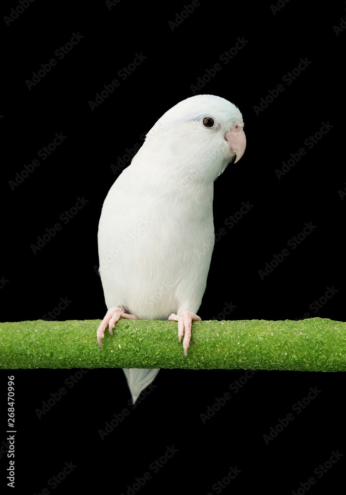 Parakeet Budgie White