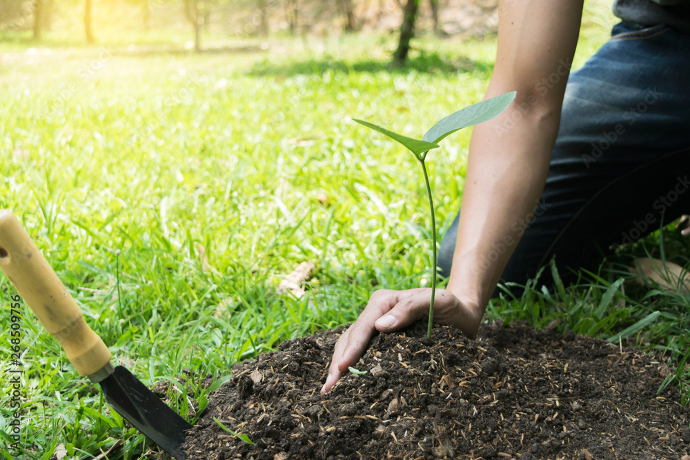 The young man used Siem to dig the soil to plant trees in his backyard ...