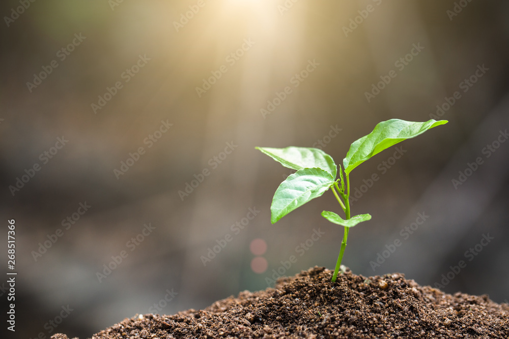 The World Environment Day, Young plant growing on fertile soil with ...