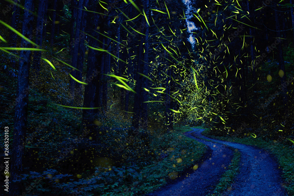 Foto de Crossroad of two Japanese fireflies (Luciola cruciata and ...