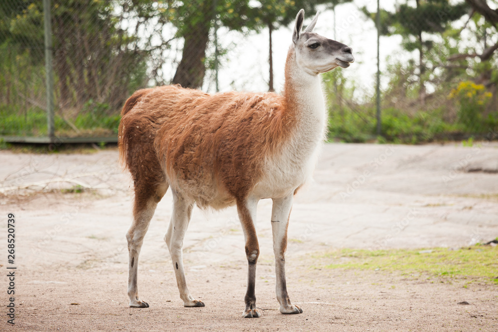 Llama outdoors in the zoo Stock Photo | Adobe Stock