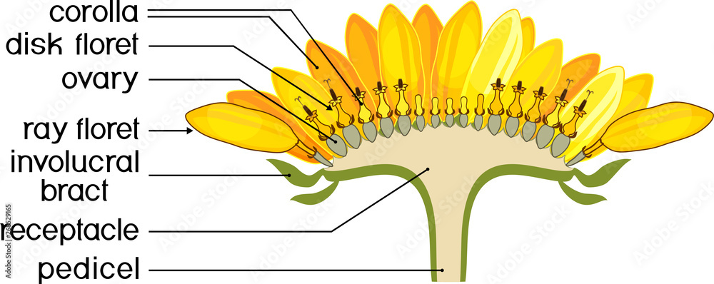 Structure of flower of sunflower in cross section. Diagram of flower ...