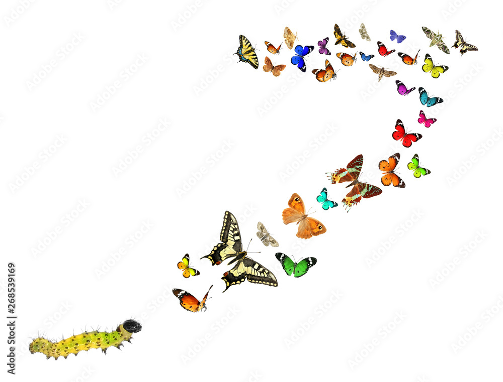 Colorful butterflies migrating flight and caterpillar isolated on a ...