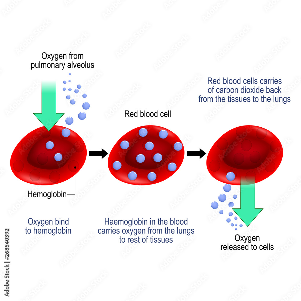 Oxygen Transport Cycle Stock Vector | Adobe Stock