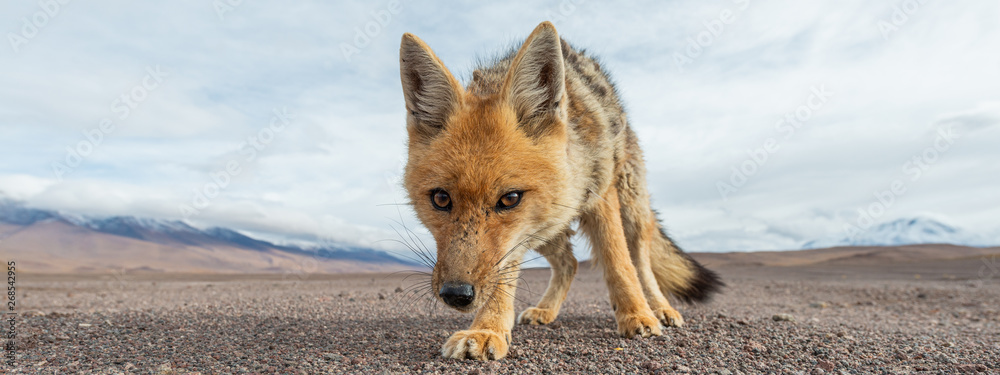 Close encounter with the culpeo (Lycalopex culpaeus) or Andean fox, in ...