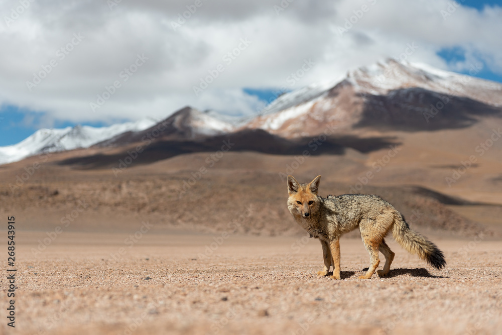Close encounter with the culpeo (Lycalopex culpaeus) or Andean fox, in ...