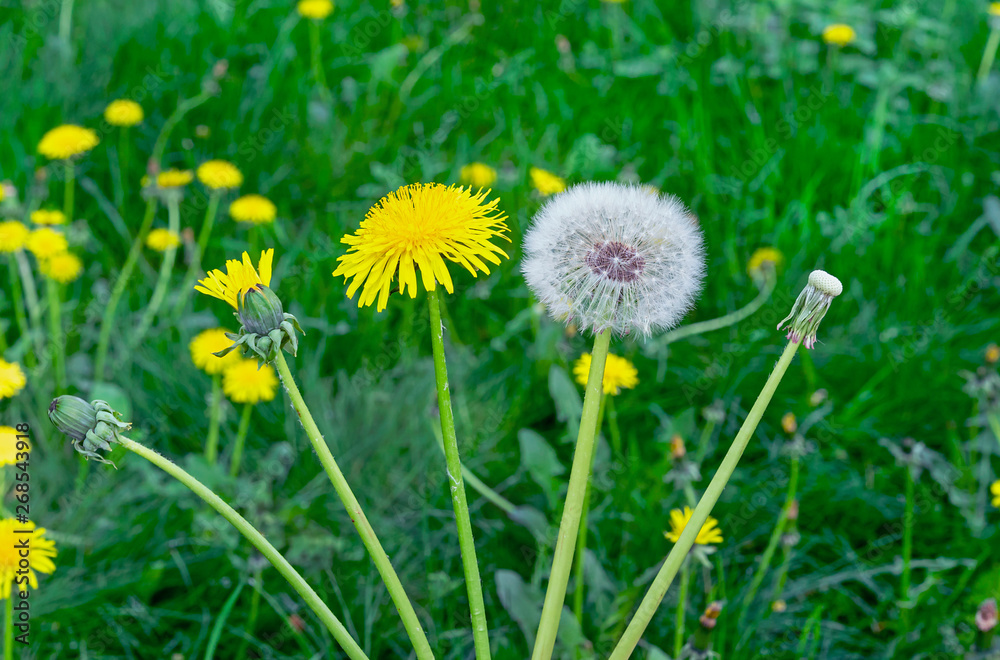 Dandelion flower. The life cycle of a dandelion. Stages of development ...