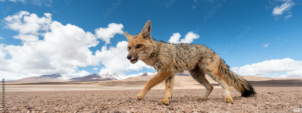 Close encounter with the culpeo (Lycalopex culpaeus) or Andean fox, in ...