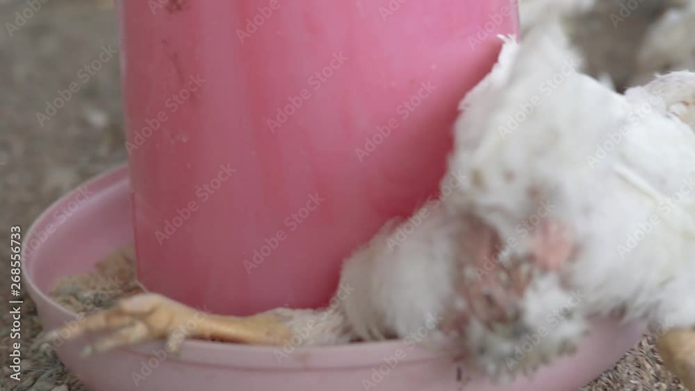 Disabled chicken is suffering in a plastic feeder because it can't move ...